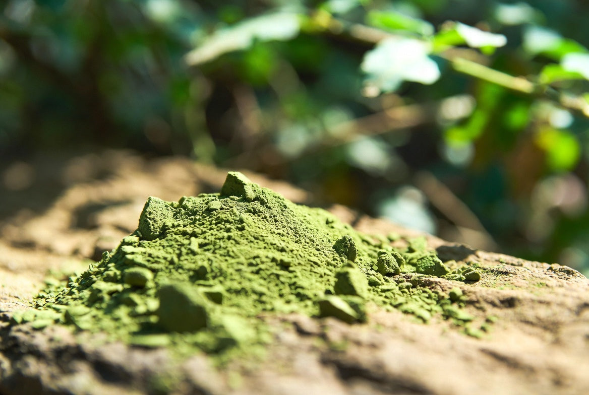 Moringa Pulver richtig dosieren – Tipps für den Einstieg – GreatVita